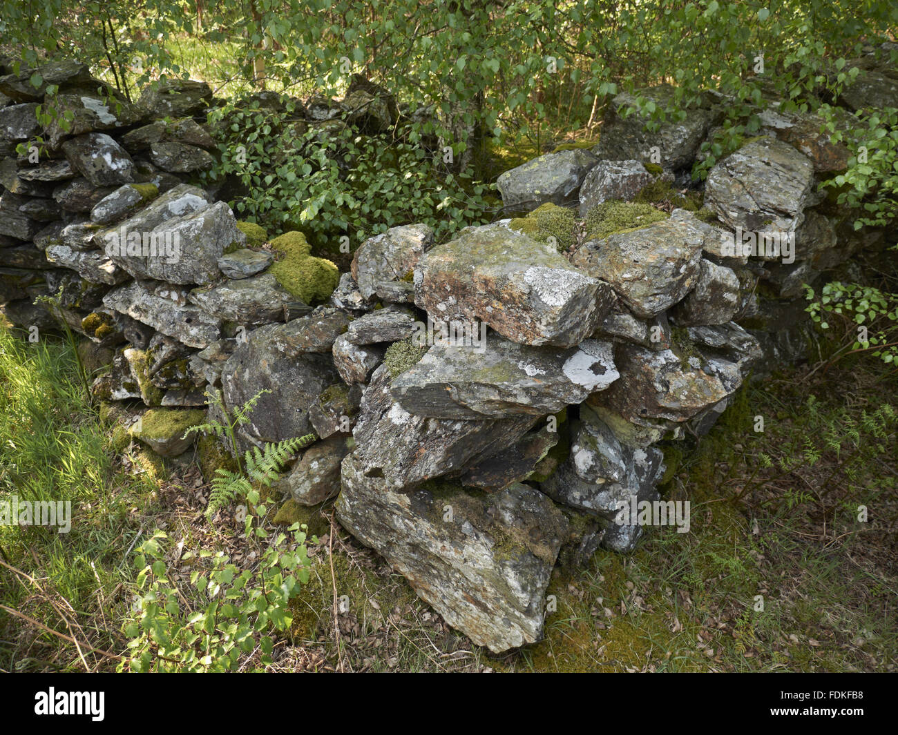 The stone remains of a building on Llyndy Isaf, an estate of 600 acres ...