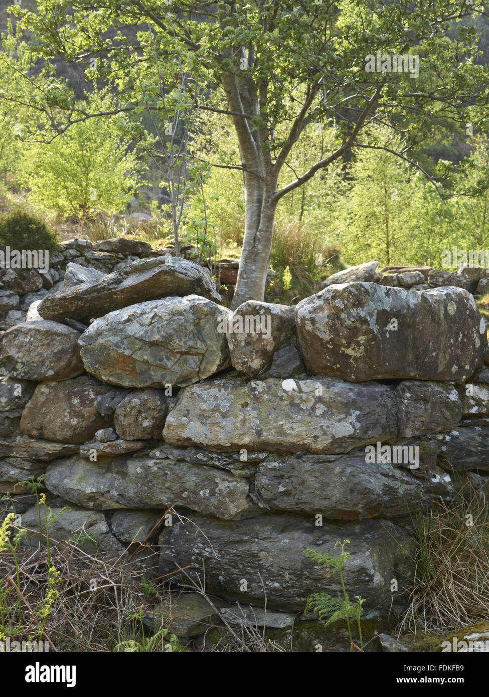 A drystone wall on Llyndy Isaf, an estate of 600 acres in Snowdonia, in ...