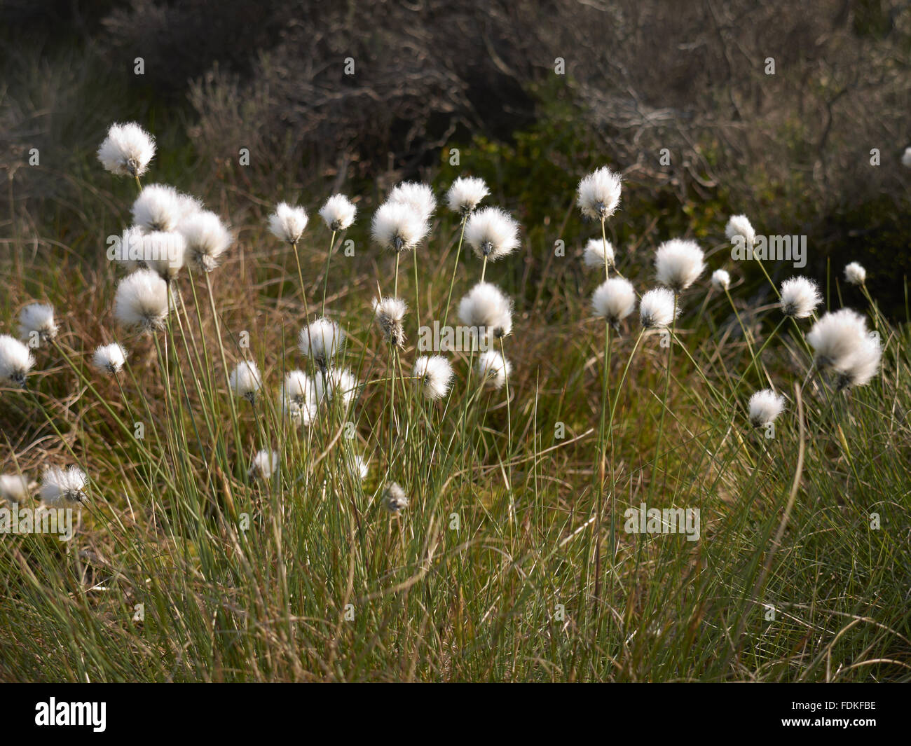 Cottongrass on Llyndy Isaf, an estate of 600 acres in Snowdonia, in the ...