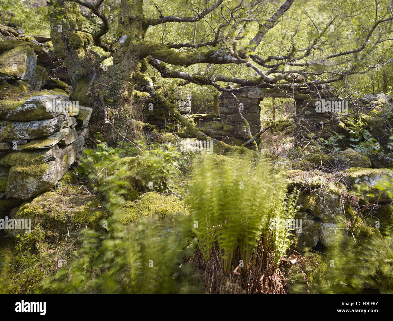 A ruined building at Llyndy Isaf, an estate of 600 acres in Snowdonia ...