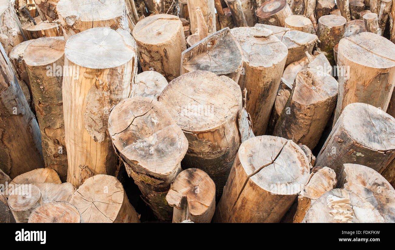 A stack of logs of various trees stacked Stock Photo - Alamy