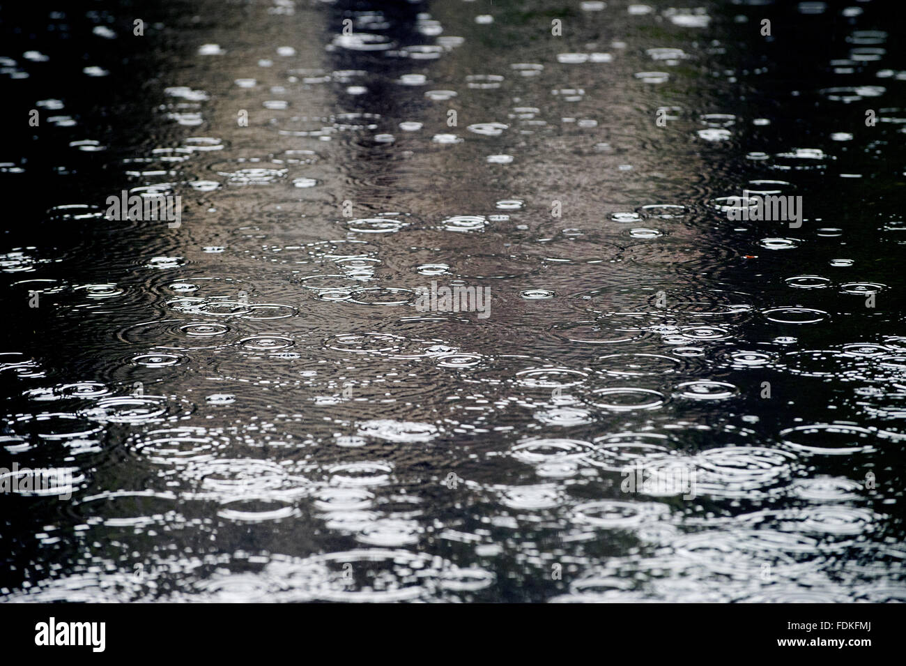 Rain falling on the surface of the lake at Cragside, Northumberland ...