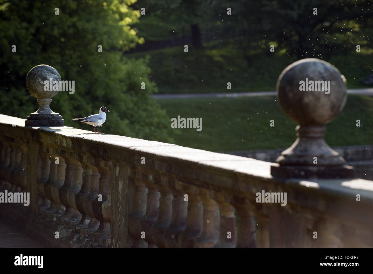 Bird on the cascade balustrade at the lake at Studley Royal Water ...
