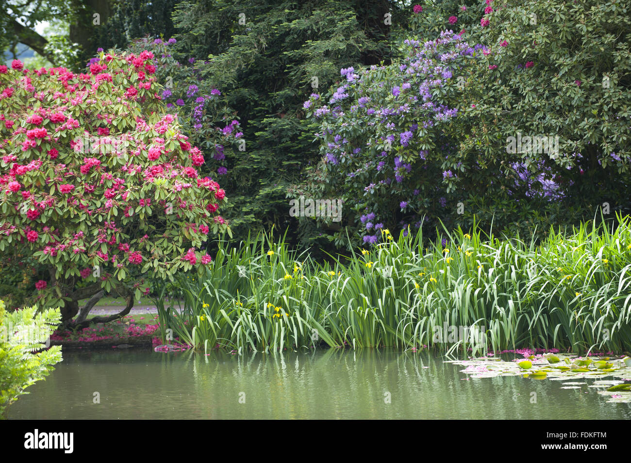 Rhododenrons and azaleas and the pool in the Rhododendron Ground in ...