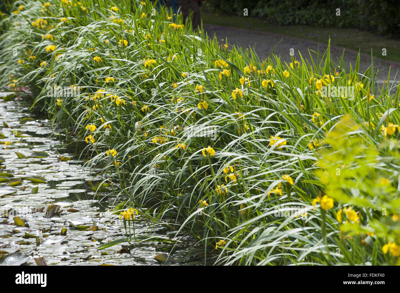 Yellow flag iris beside the pool in the Rhododendron Ground at Biddulph ...