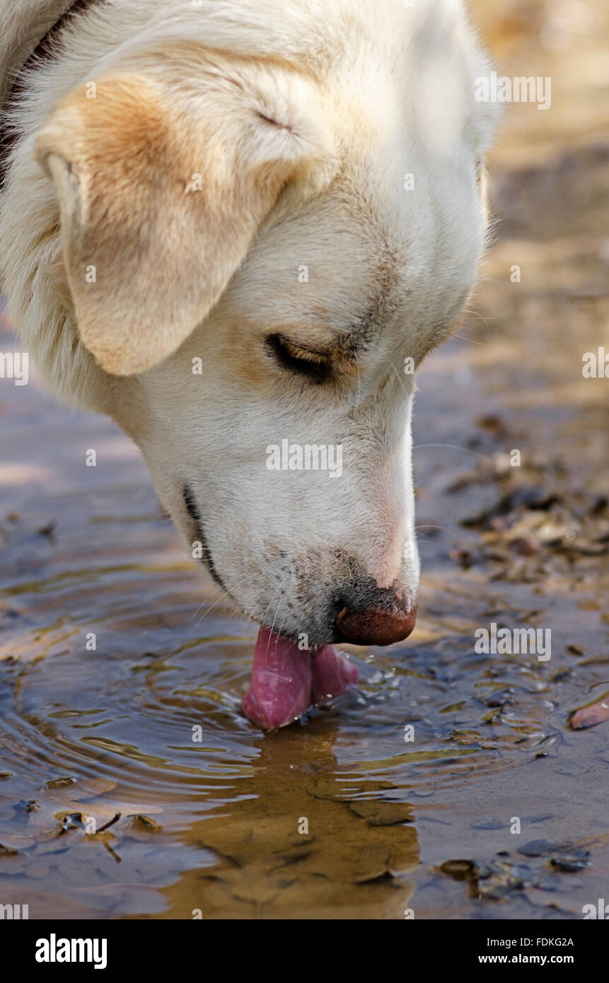 Close up of a Labrador Retriever drinking water out of a puddle Stock ...