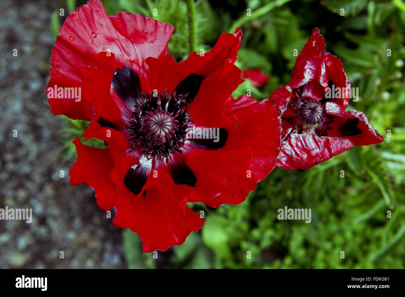 Papaver commutatum "Ladybird" in June at Wallington, Northumberland ...