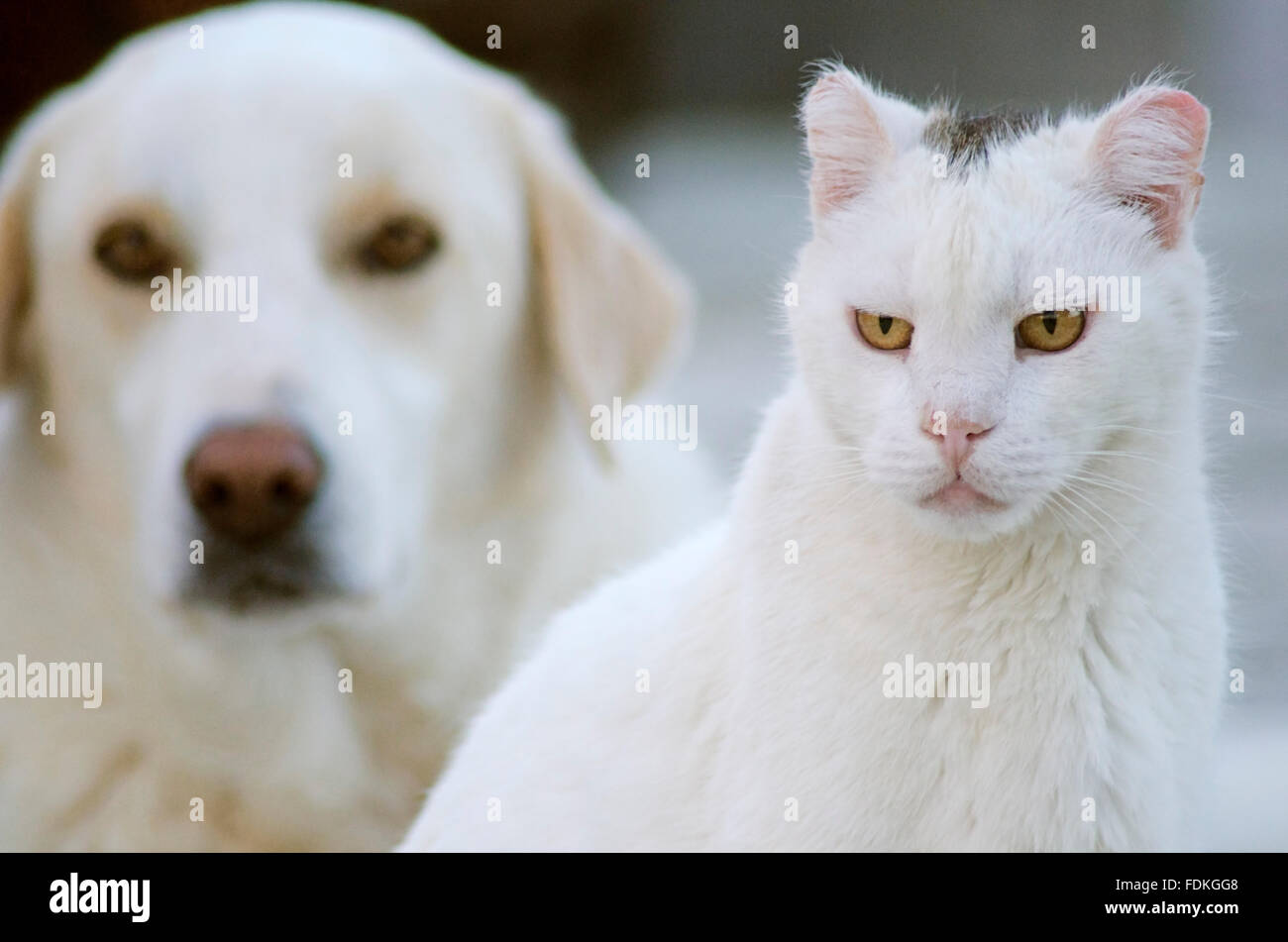 White Labrador Retriever and white cat side by side (focus on cat Stock ...