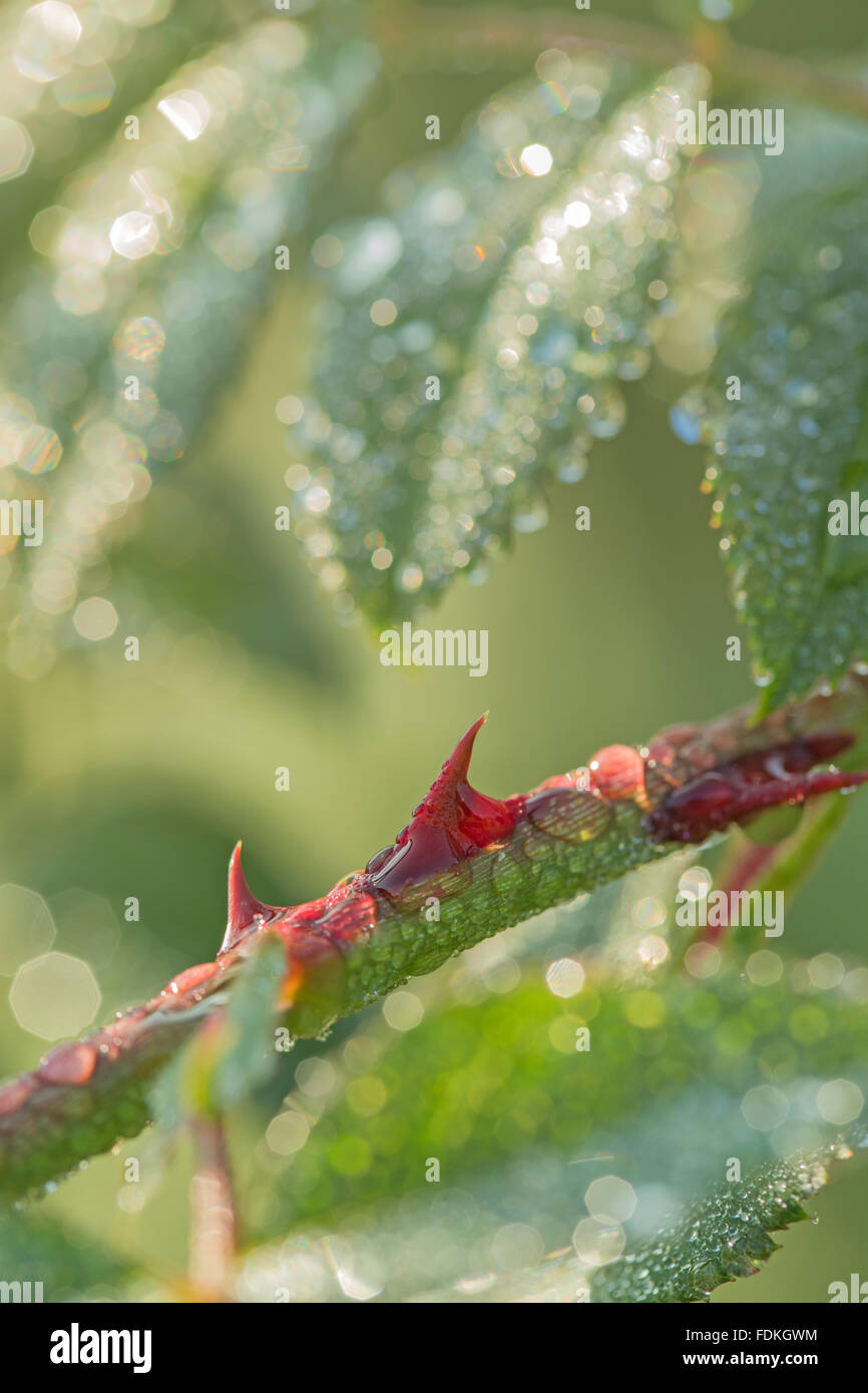 Red thorns on a climbing rose Stock Photo - Alamy