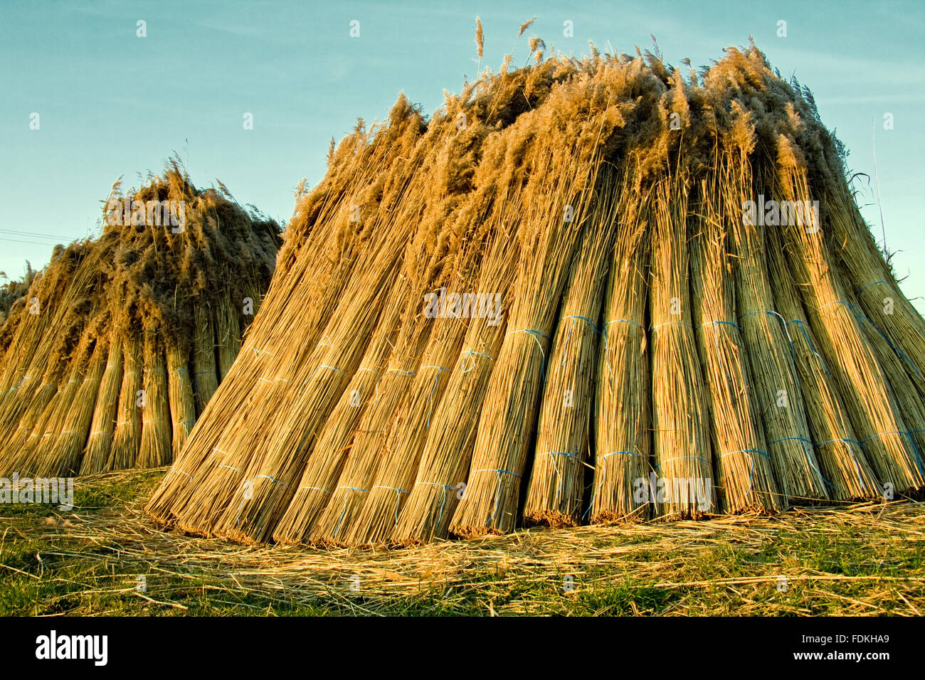 Reets High Resolution Stock Photography and Images - Alamy