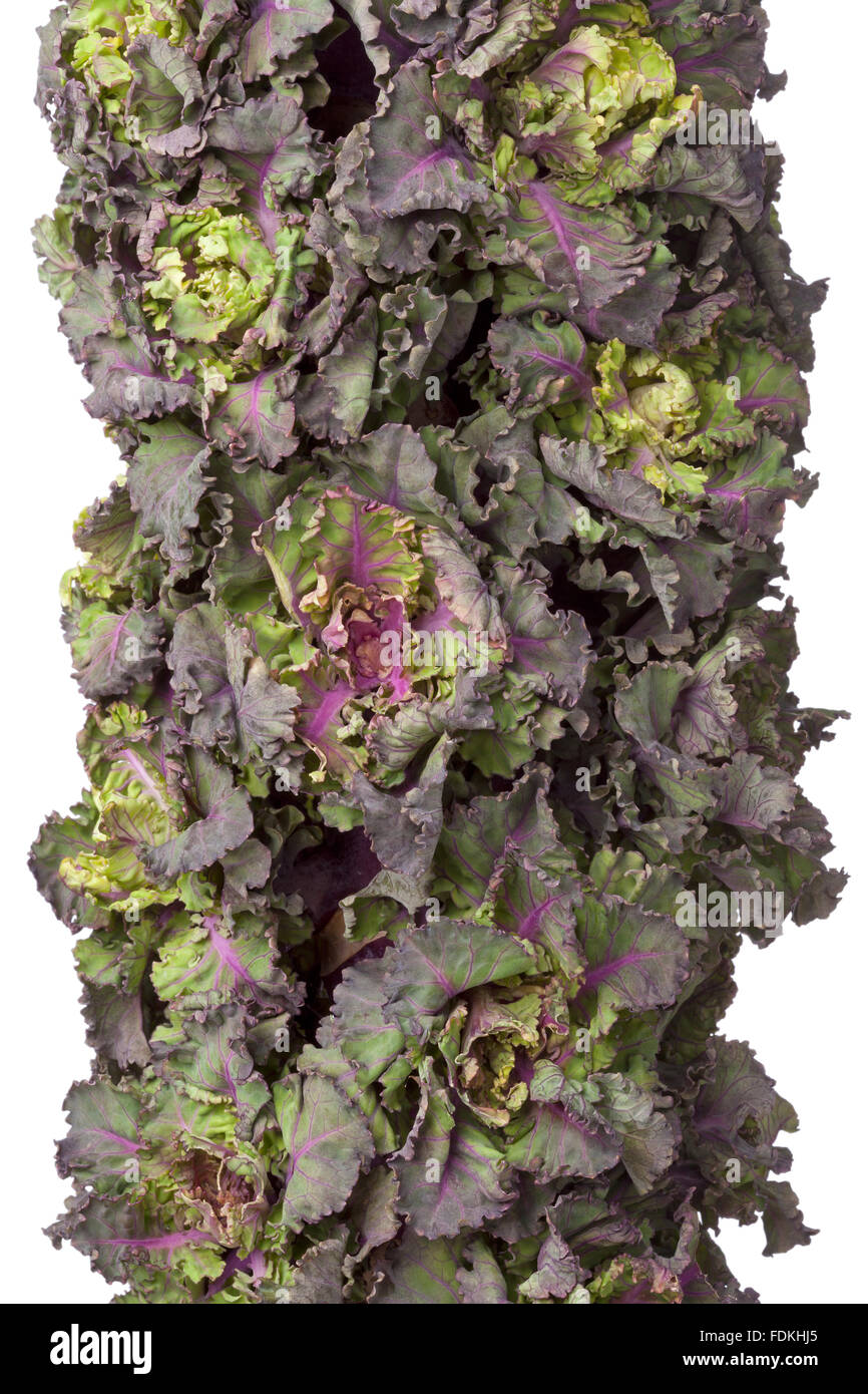 Red growing flower hi-res stock photography and images - Alamy