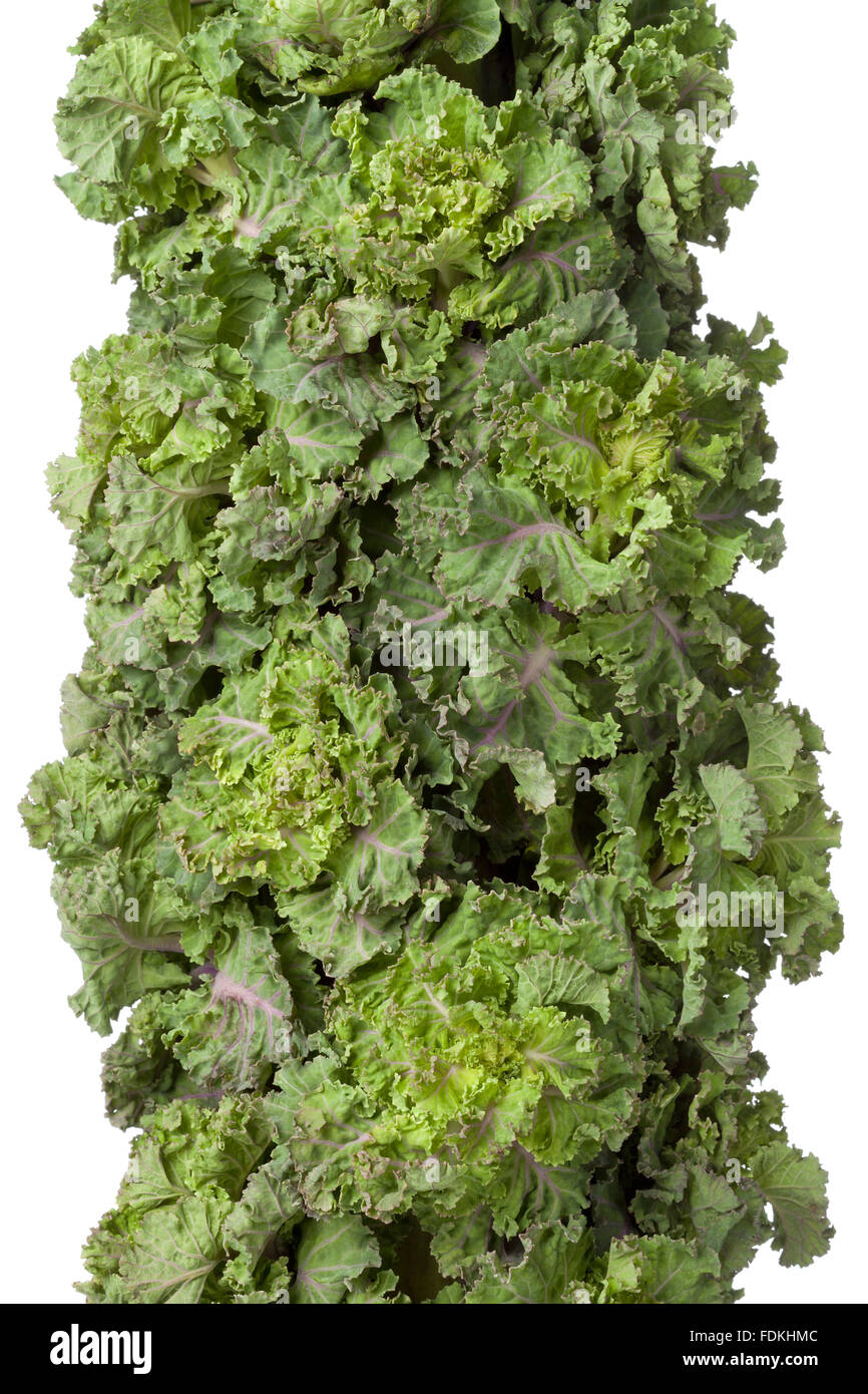 Fresh growing flowersprouts on white background Stock Photo - Alamy