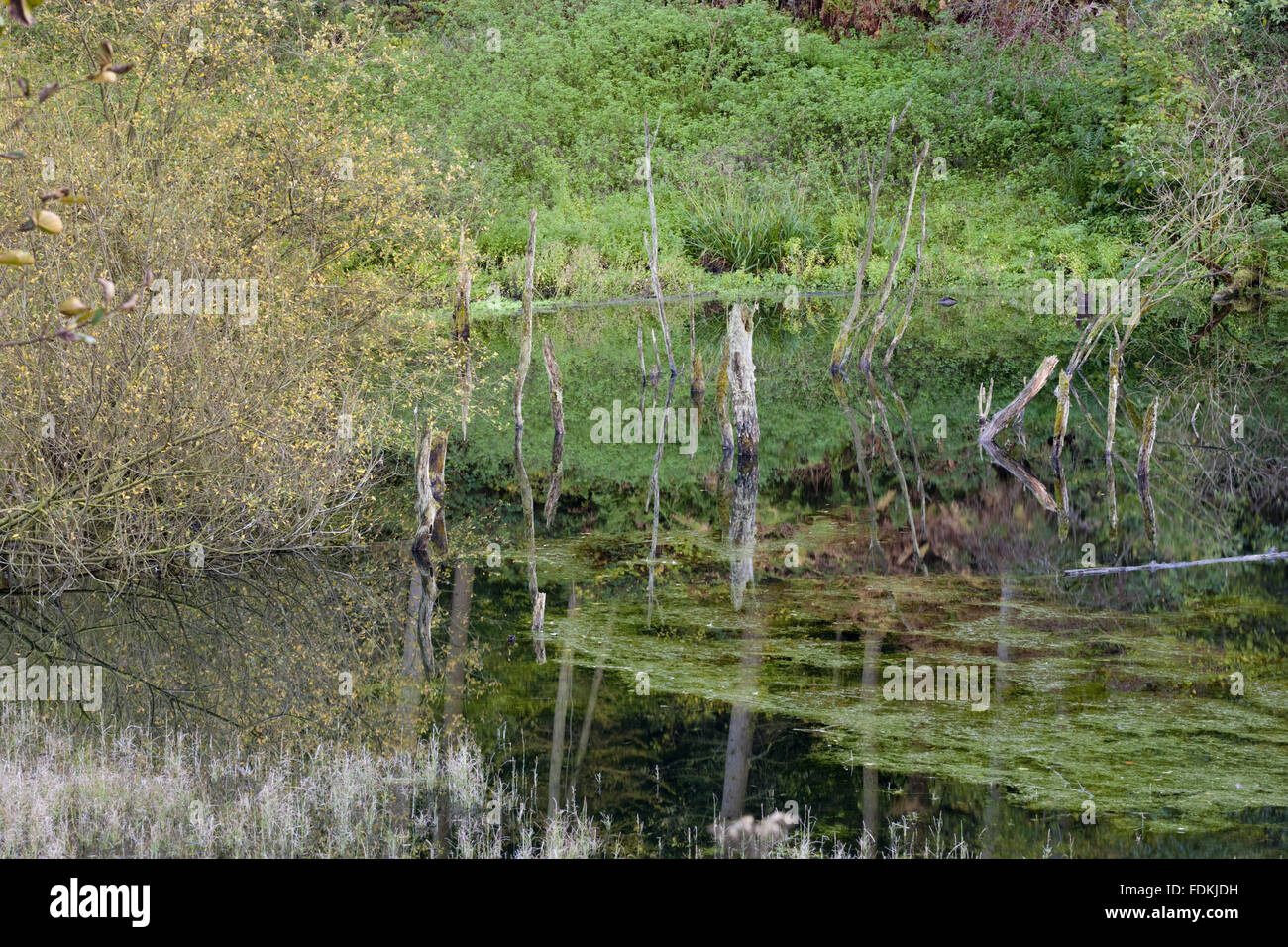 Woodchester park lakes hi-res stock photography and images - Alamy