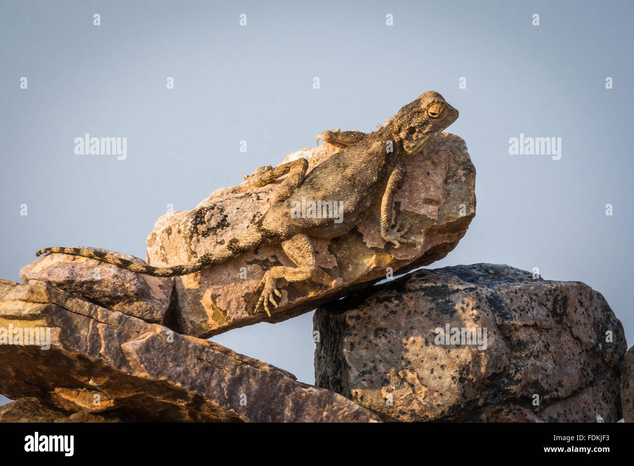 Ground agama (Agama oculeata) by the Fish River Canyon, Namibia Stock ...