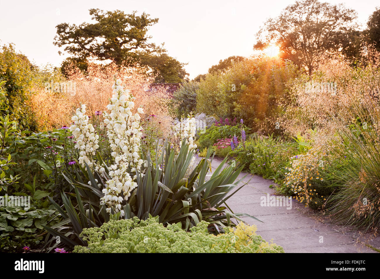 Yucca flowering in the herbaceous border in the Walled Garden in July ...
