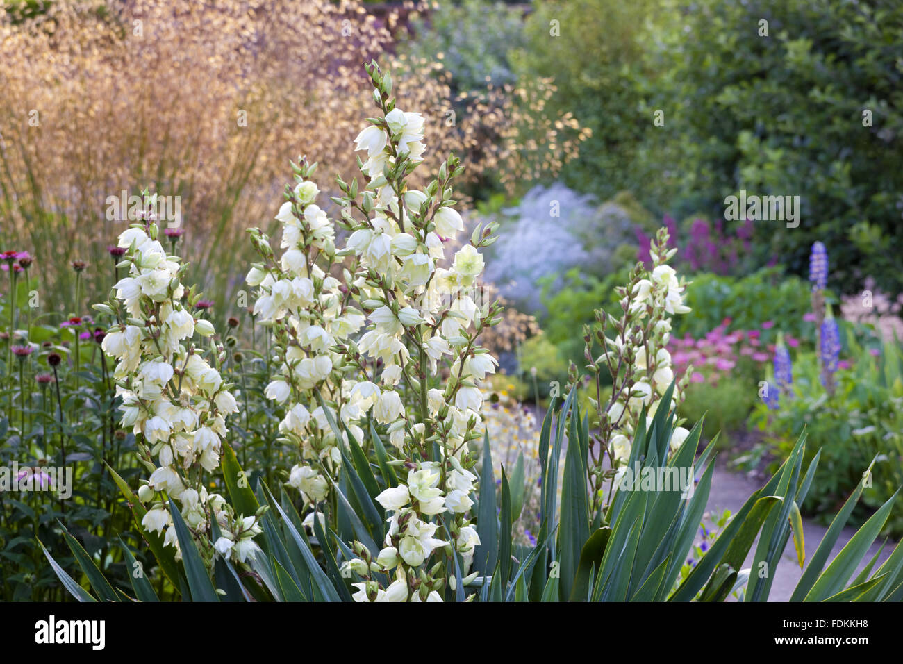 Flowering border hi-res stock photography and images - Alamy