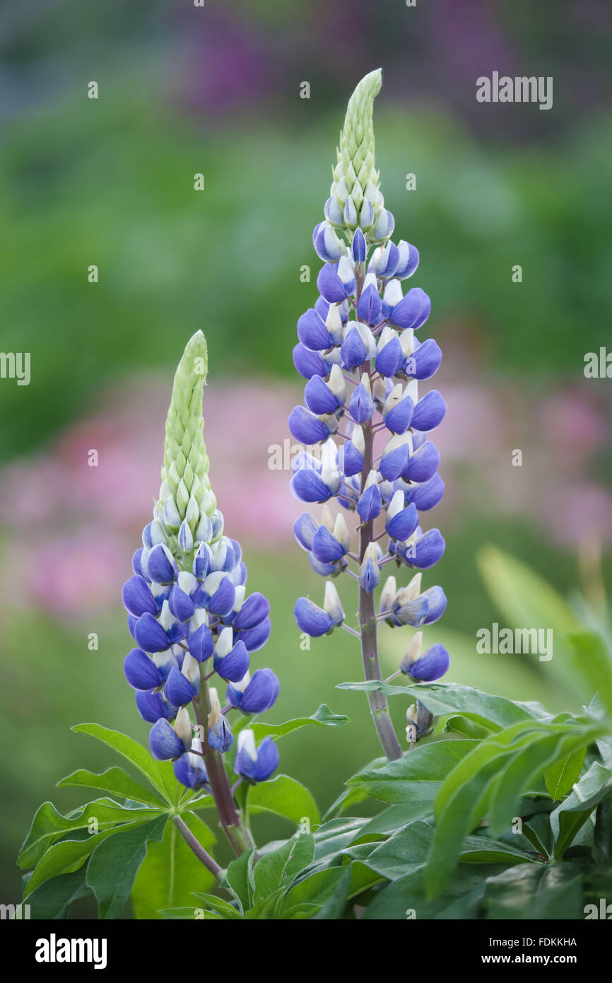 Purple lupins english border hi-res stock photography and images - Alamy