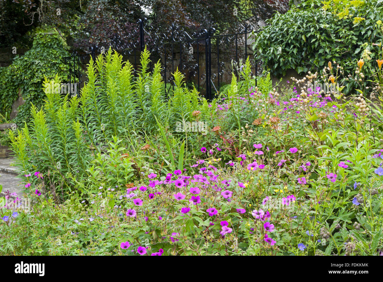 The herb knot garden in July at The Old Manor, Norbury, Derbyshire ...