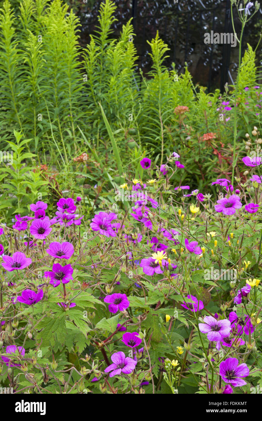 The herb knot garden in July at The Old Manor, Norbury, Derbyshire ...