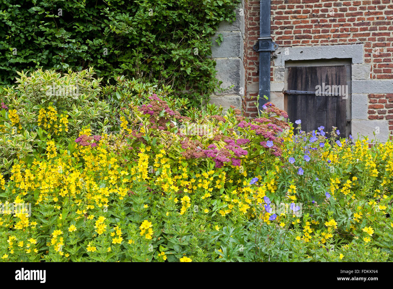 The herb knot garden in July at The Old Manor, Norbury, Derbyshire ...