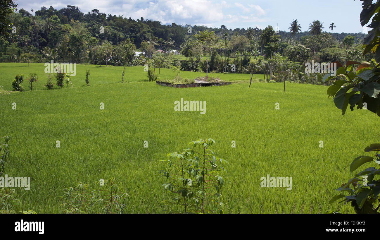 Indonesian rice fields Stock Photo - Alamy
