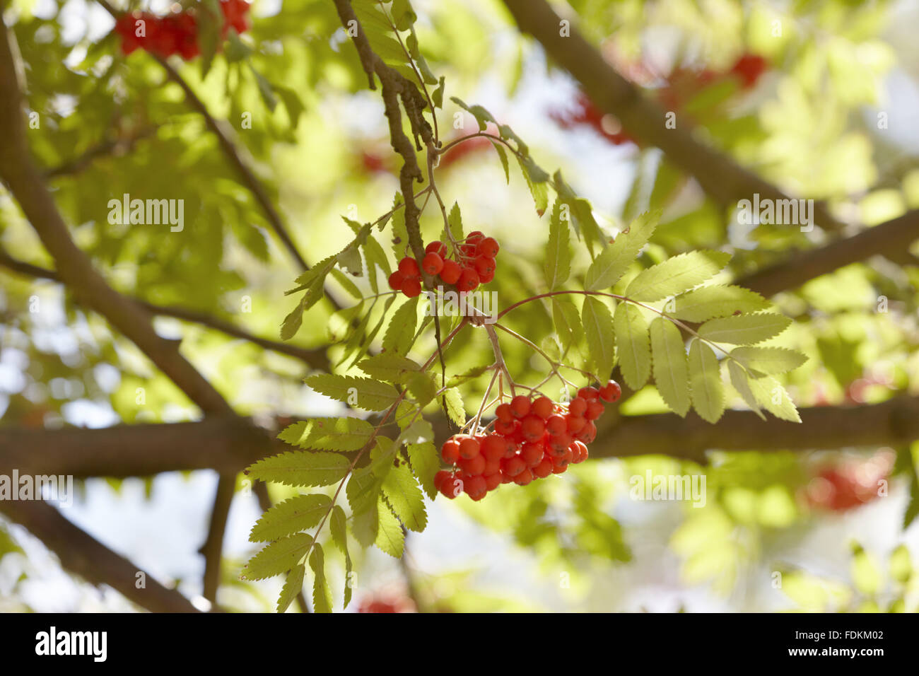 Sorbus berries tree garden uk hi-res stock photography and images - Alamy