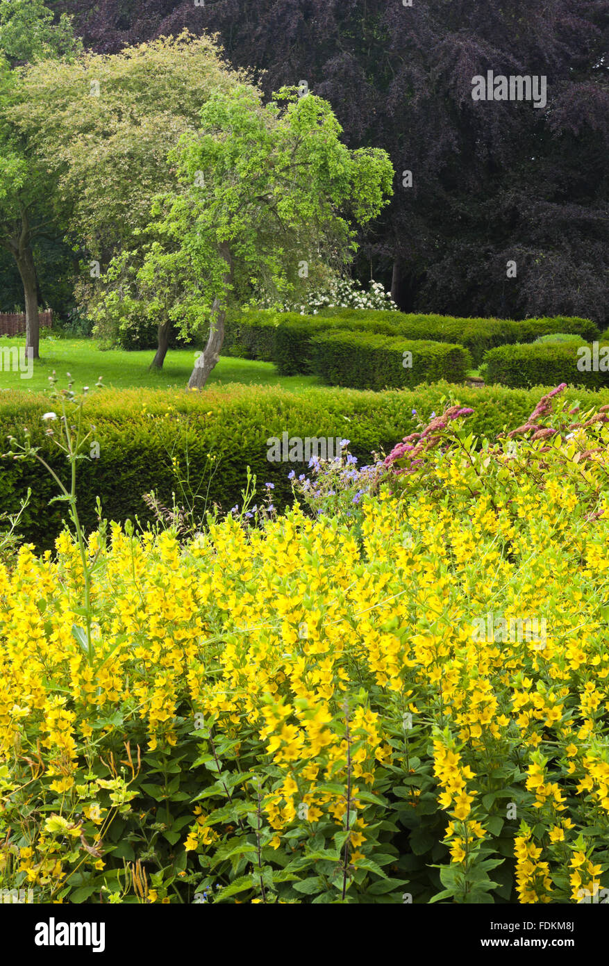 The borders of the Tudor manor house garden in July, Norbury ...