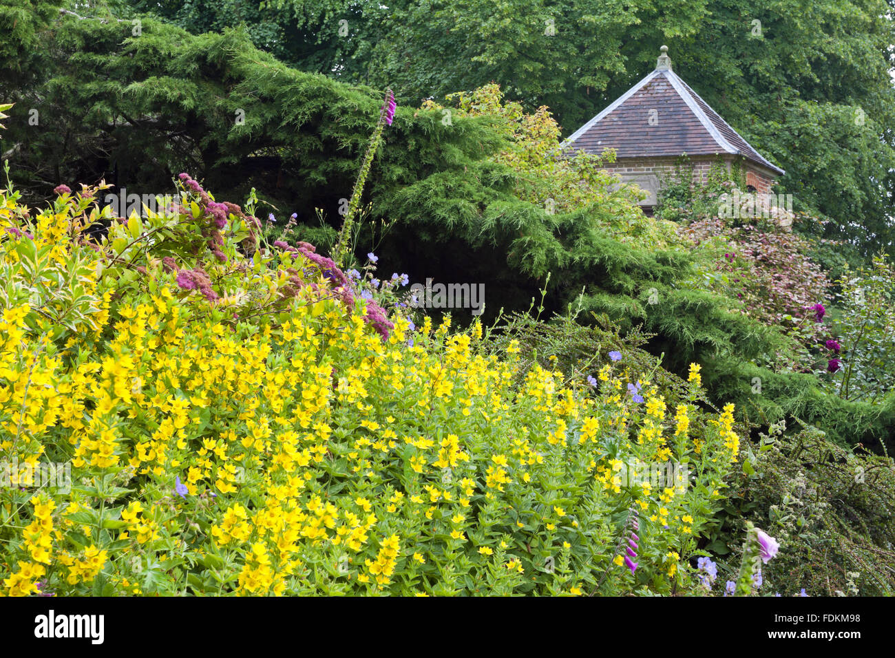 View across the borders in July of the Tudor manor house garden towards ...
