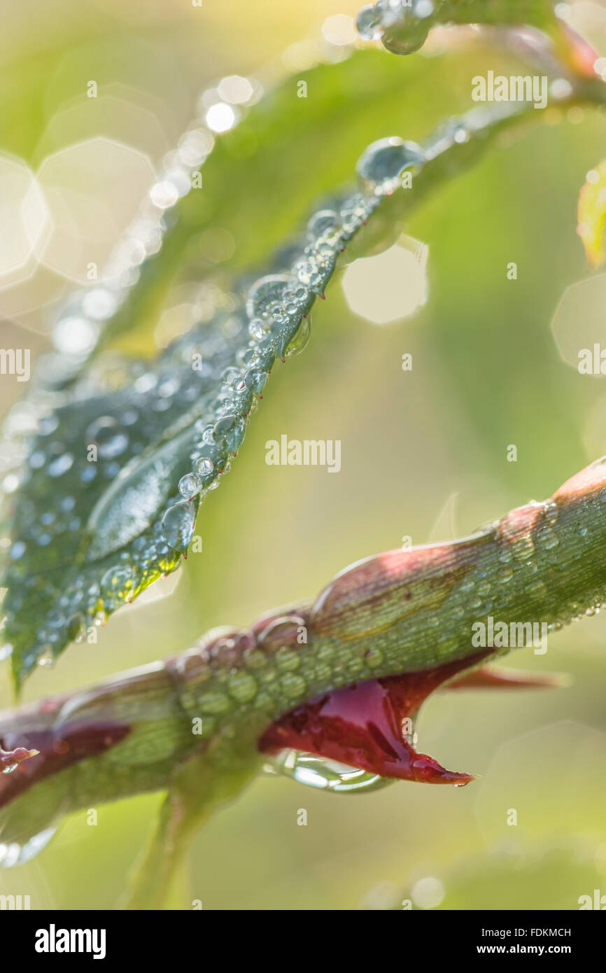 Dew covered climbing rose Stock Photo - Alamy