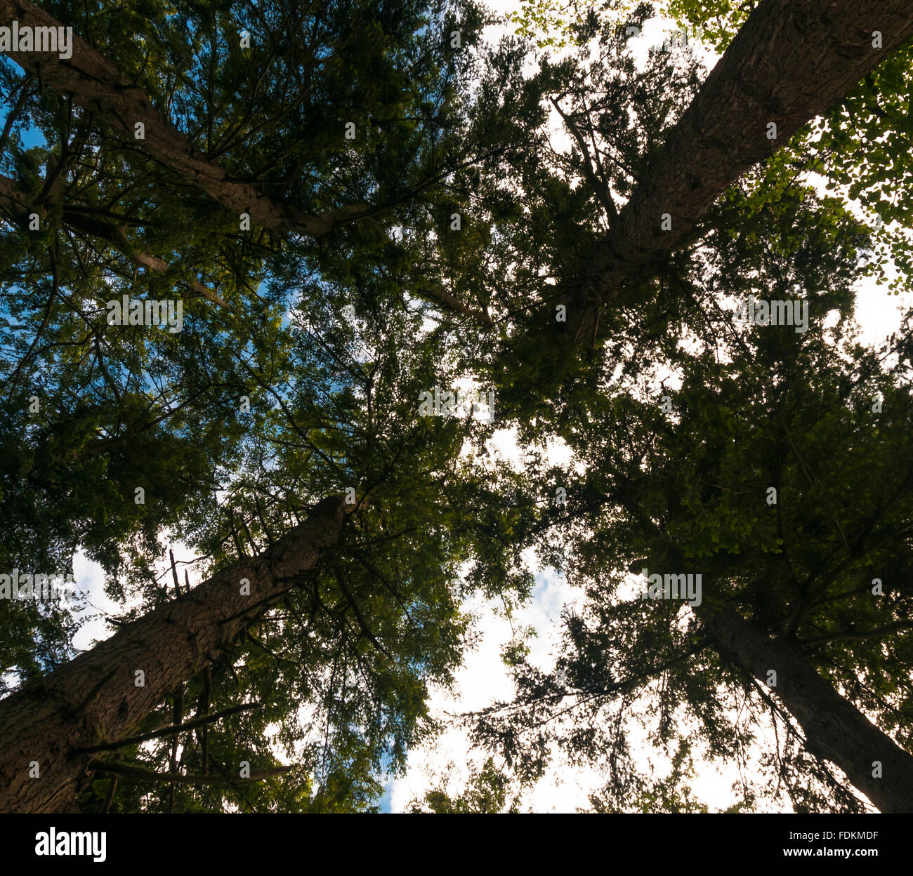 A Square photograph of converging tree trunks Stock Photo - Alamy