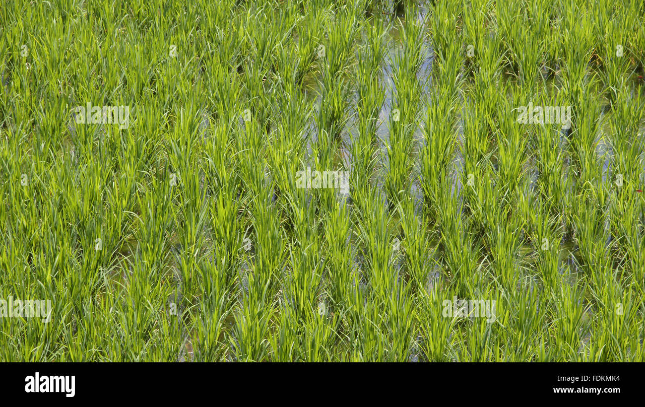 Indonesian rice fields Stock Photo - Alamy
