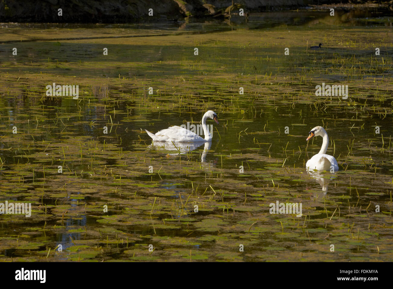 Powis castle garden hi-res stock photography and images - Alamy