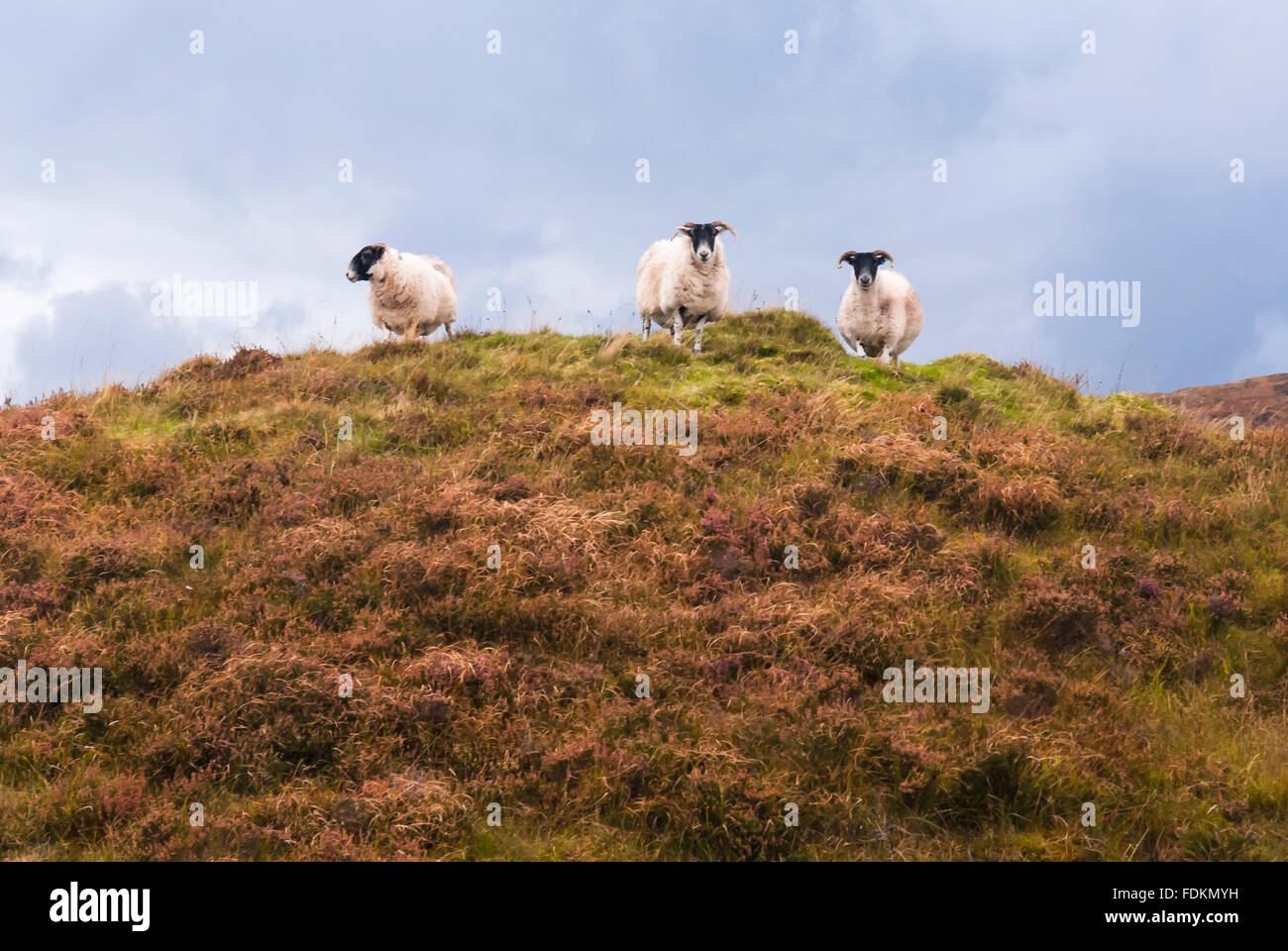 Scottish sheep heather hi-res stock photography and images - Alamy