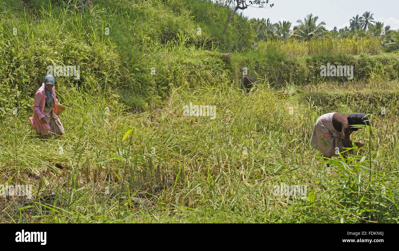 Female land workers Stock Photo - Alamy