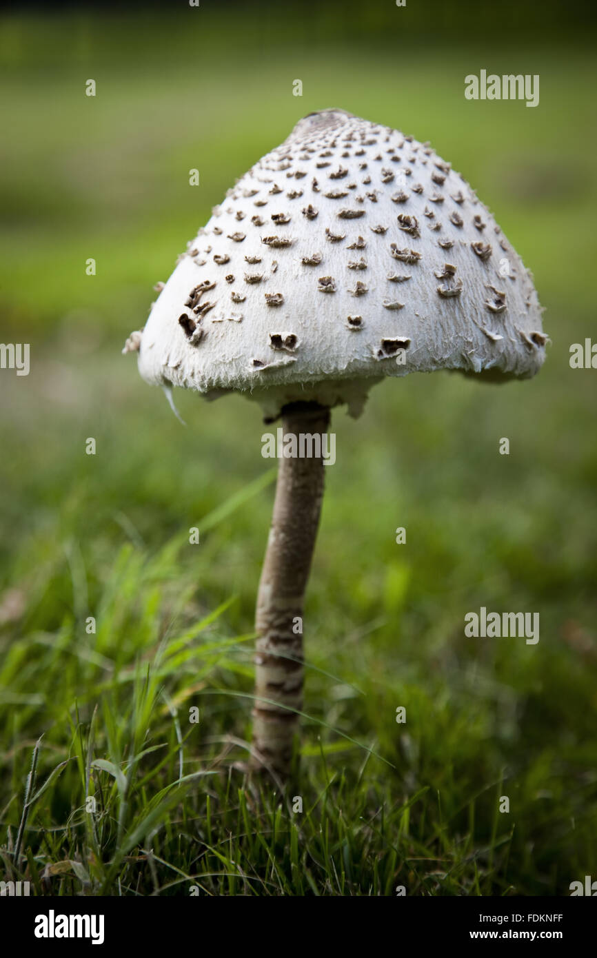 Kingdom fungi hi-res stock photography and images - Alamy