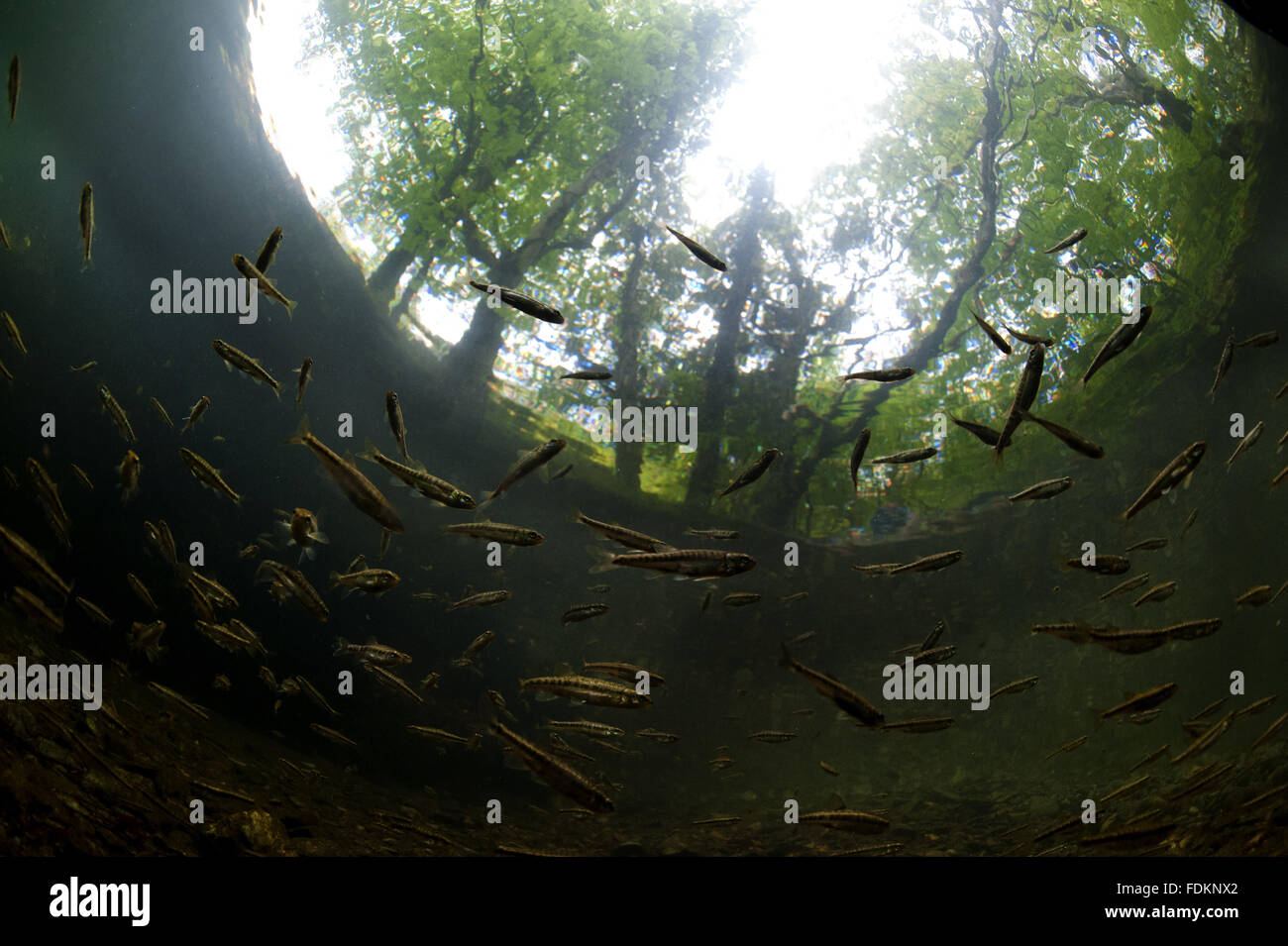 Minnows uk river hi-res stock photography and images - Alamy