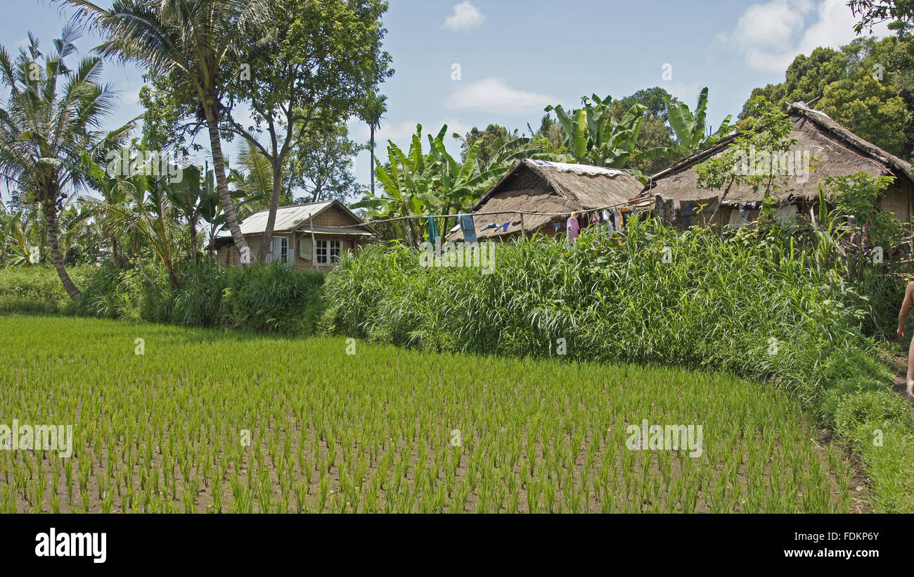 Indonesian rice fields Stock Photo - Alamy