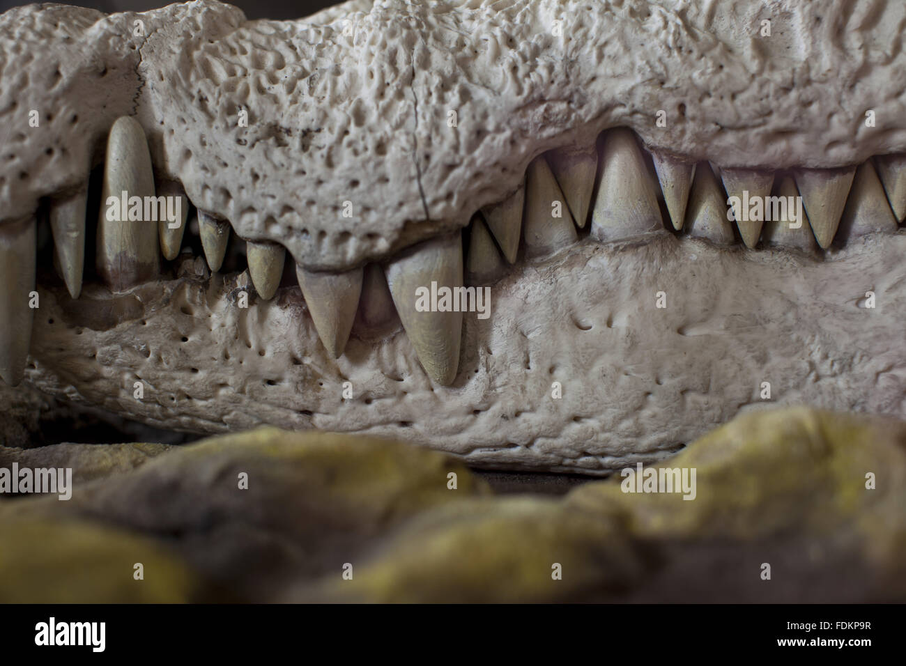 Close view of the teeth in an alligator's skull on display in the ...