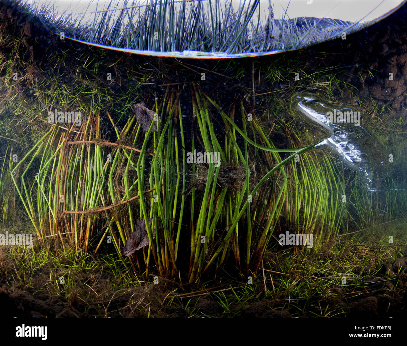 An underwater view of Juncus Grass at a lake margin, Llyn Dinas ...