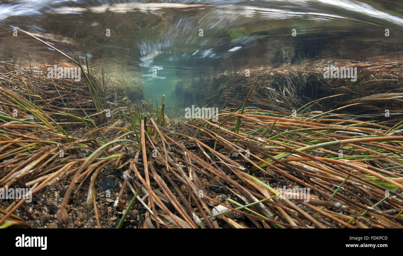 River plants uk underwater hi-res stock photography and images - Alamy