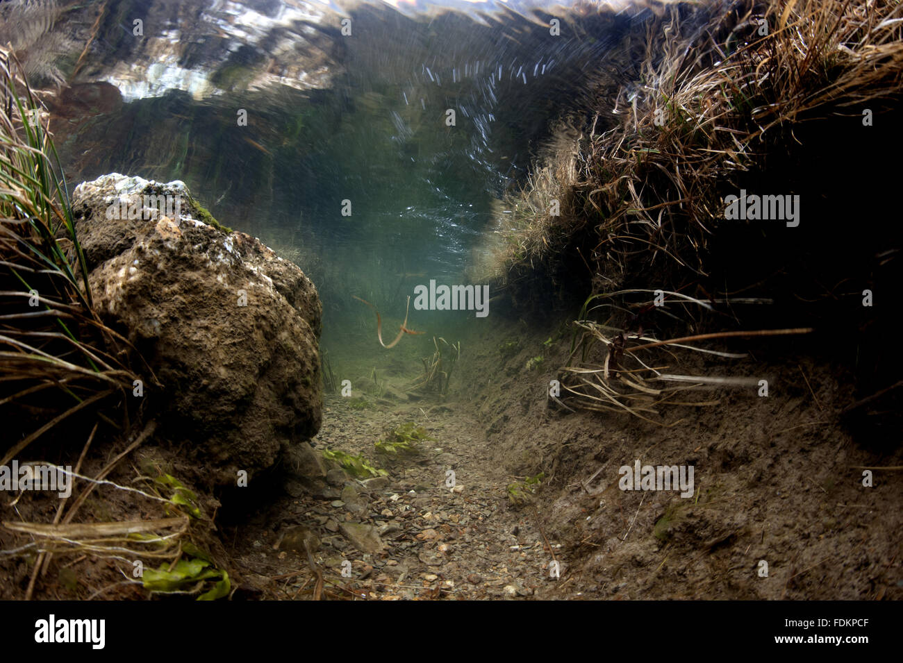An underwater view of a fast flowing stream channel, showing undercut ...