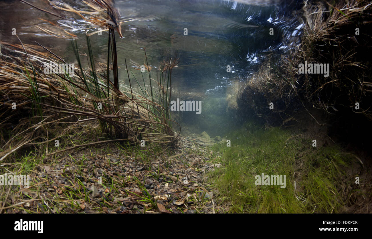 An underwater view of a fast flowing stream channel, showing undercut ...