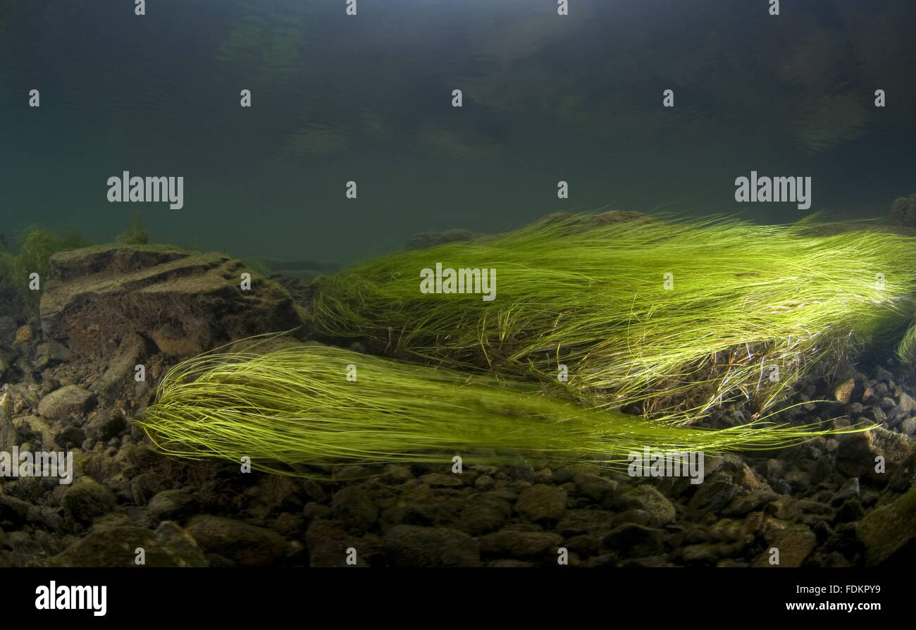 River plants uk underwater hi-res stock photography and images - Alamy