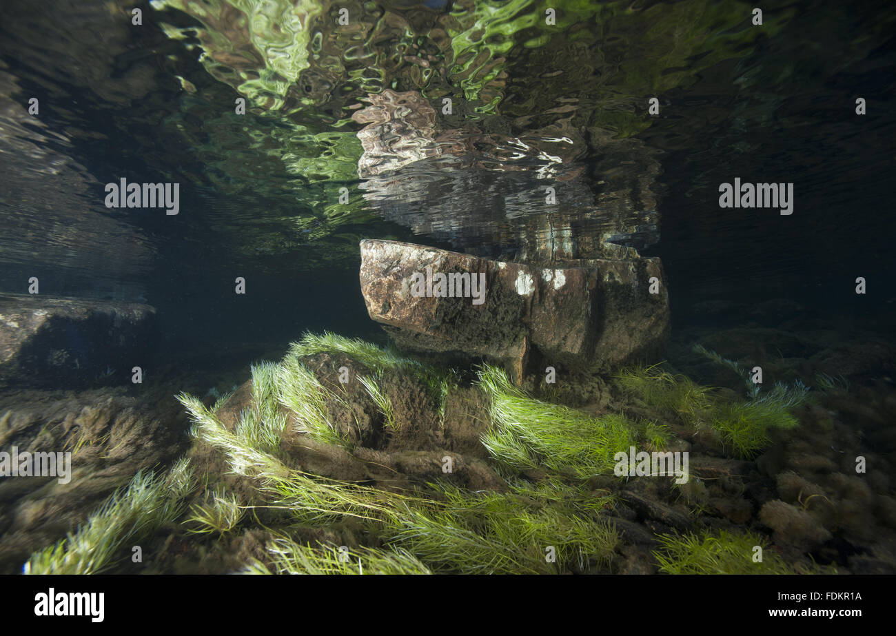 River plants uk underwater hi-res stock photography and images - Alamy
