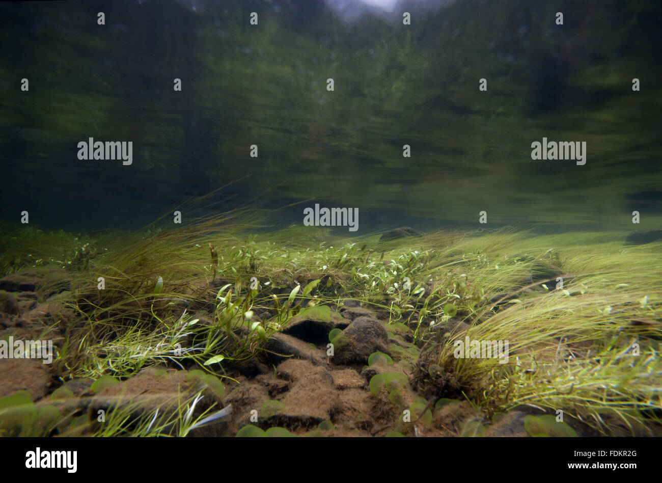 Underwater landscape in a mountain lake where it exits into a river ...