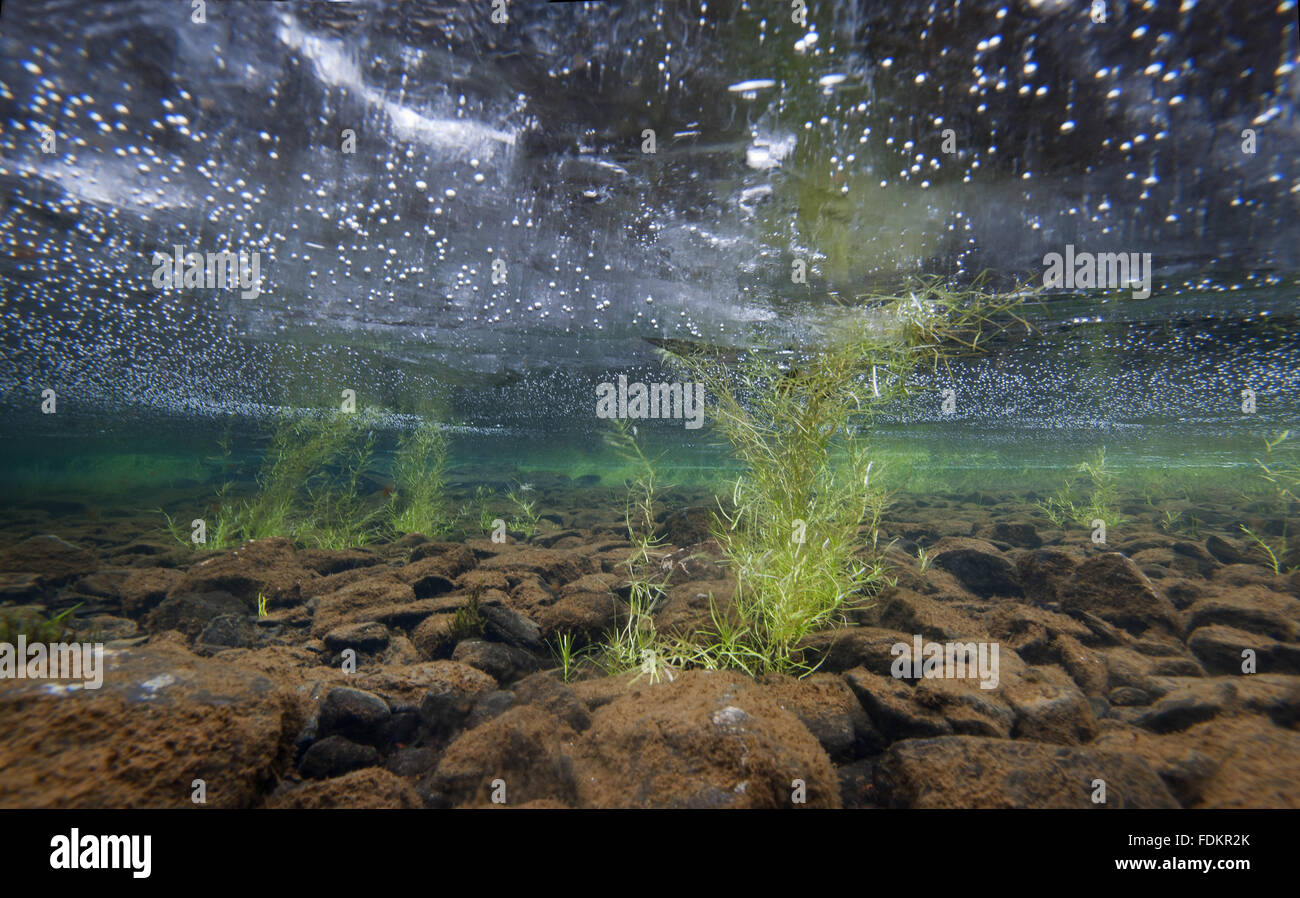 Underwater landscape in a mountain lake with ice in December, Llyn ...