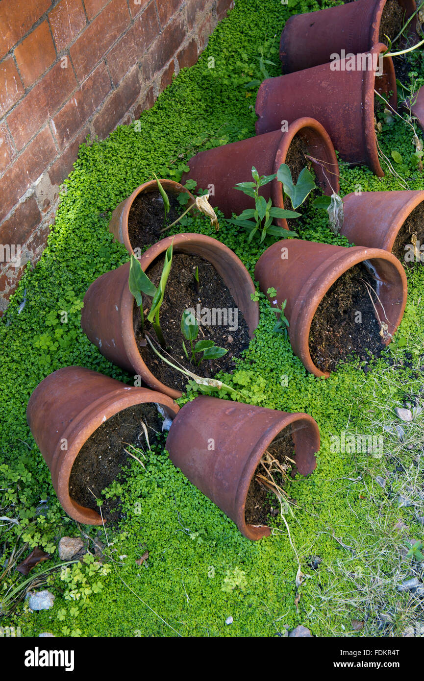 Terracotta flowerpots in the garden at Sunnycroft, Shropshire Stock ...