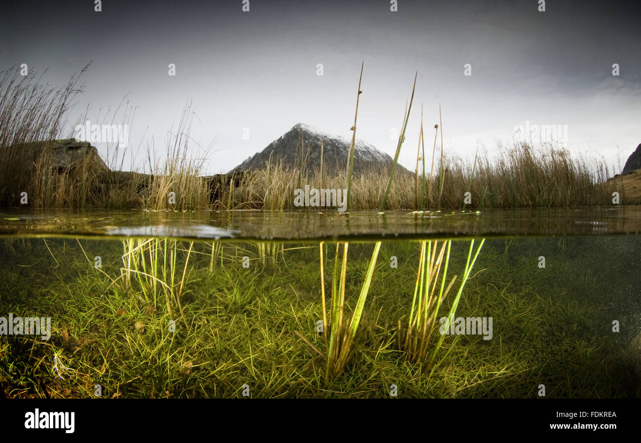 A split-level view of a shallow pool with Juncus grass, displaying ...