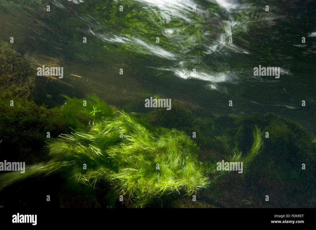 Green Algae moving with the flow in a mountain stream, River Ogwen ...