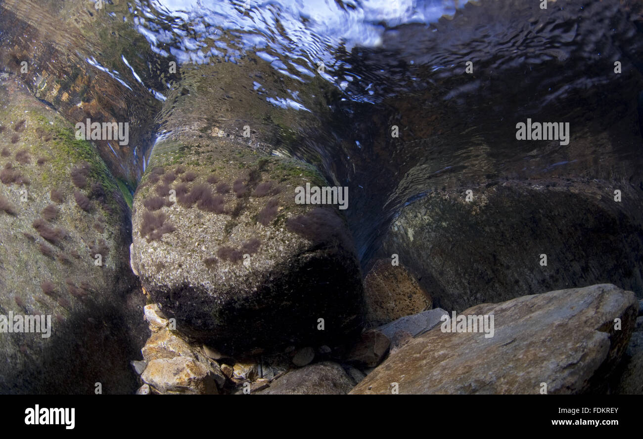 Algae within hi-res stock photography and images - Alamy